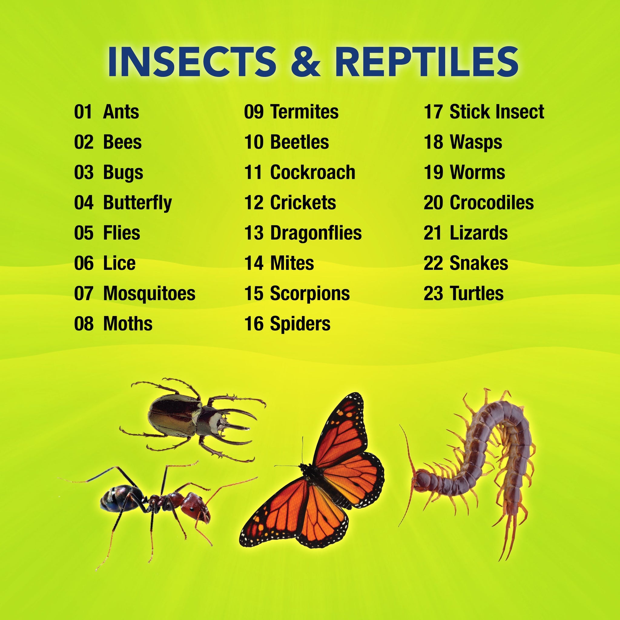 Insects and Reptiles – Magicbox
